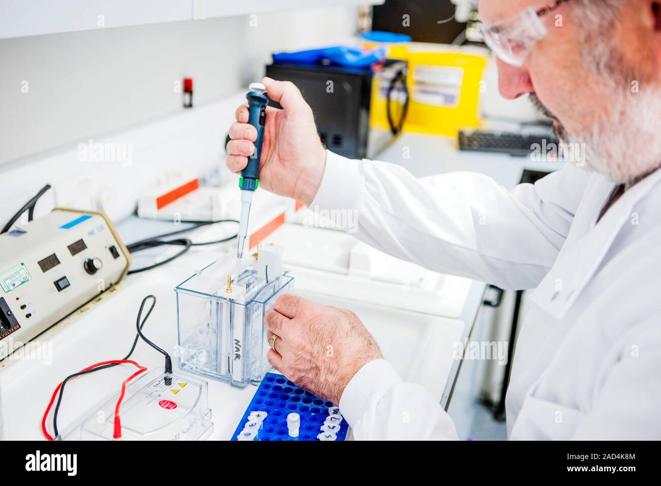Loading electrophoresis gel. Researcher loading a sample onto an ...