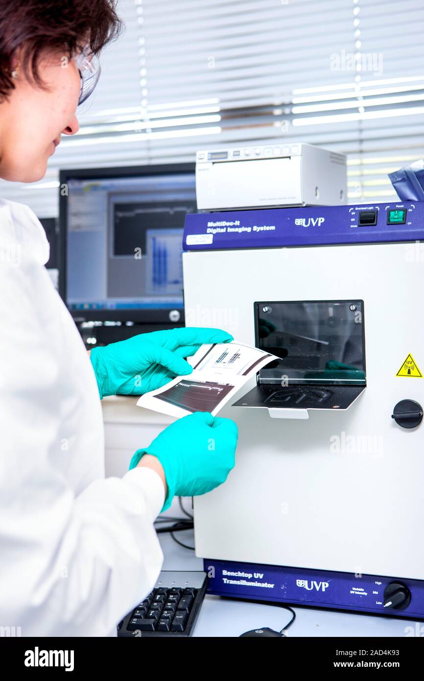 Chemiluminescence analysis. Researcher looking at the results from a ...