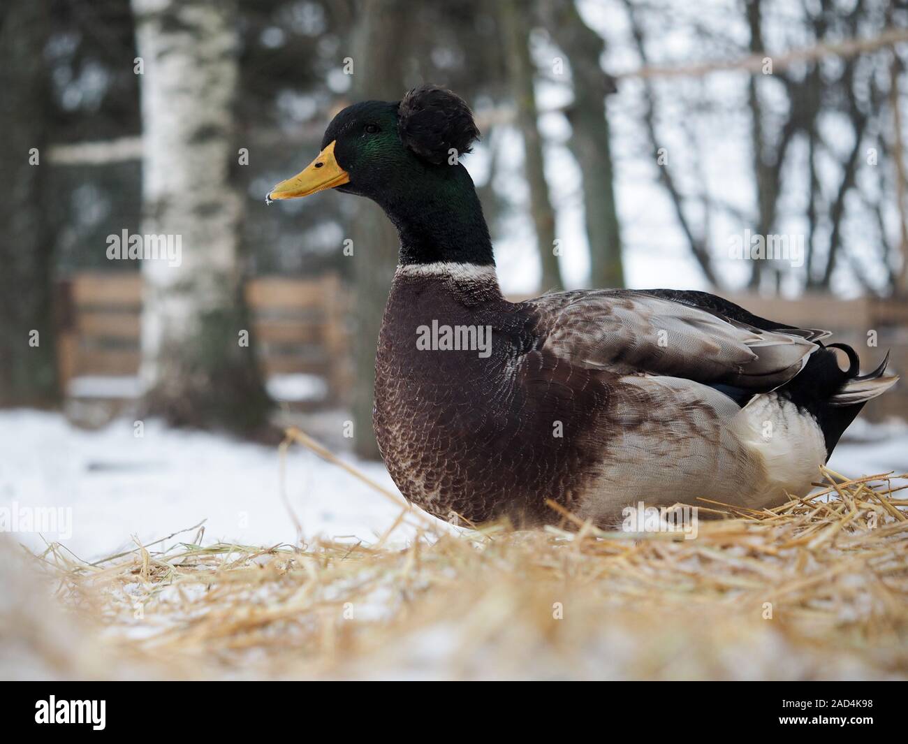 Crested duck breed hi-res stock photography and images - Alamy