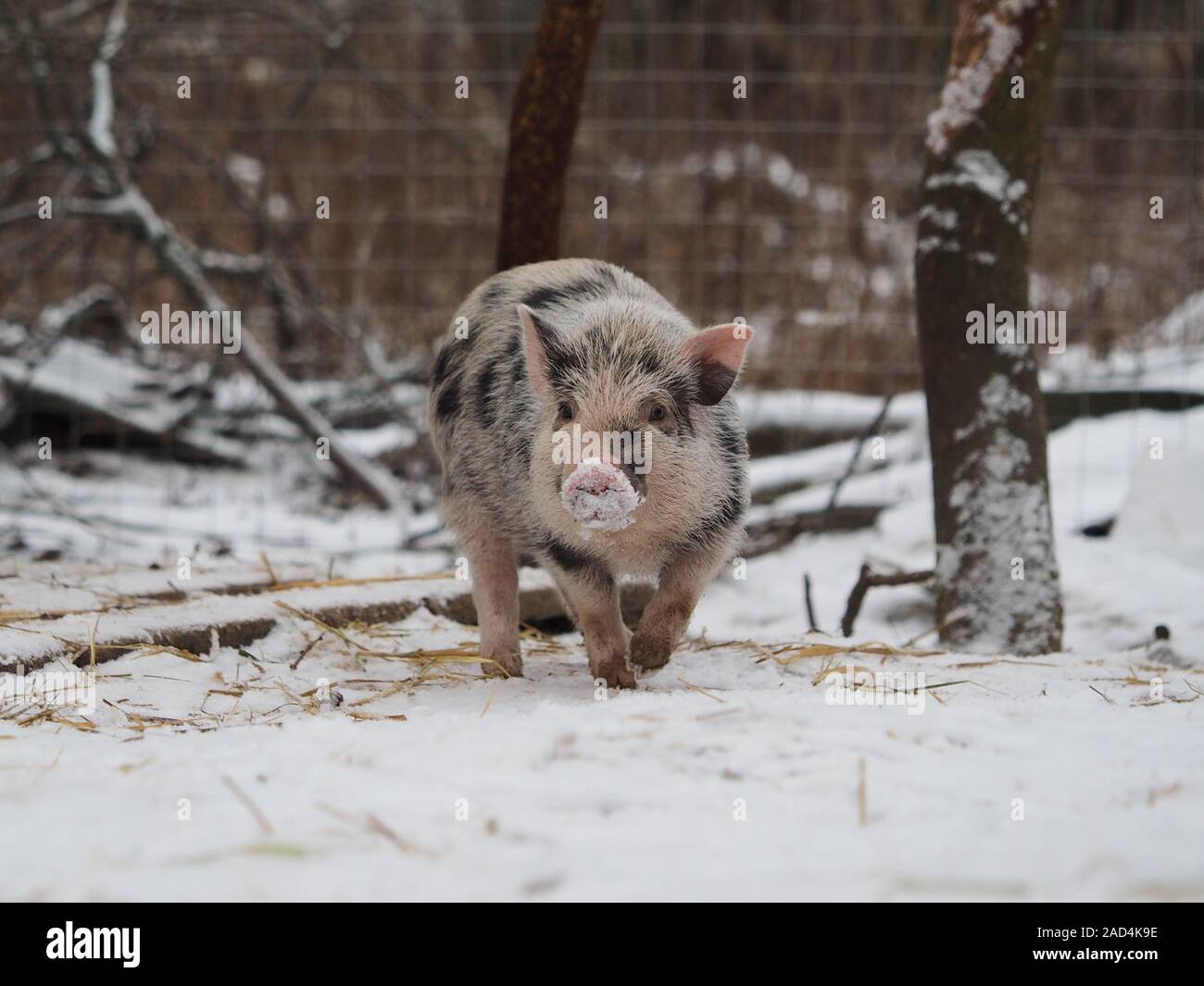 Funny little pig. Nose in the snow Stock Photo - Alamy