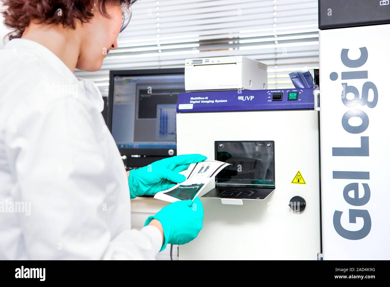 Chemiluminescence analysis. Researcher looking at the results from a ...