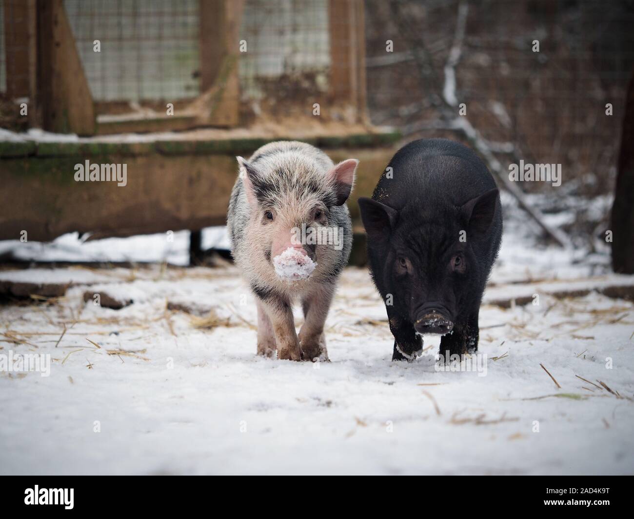 Farm pigs in snow hi-res stock photography and images - Alamy