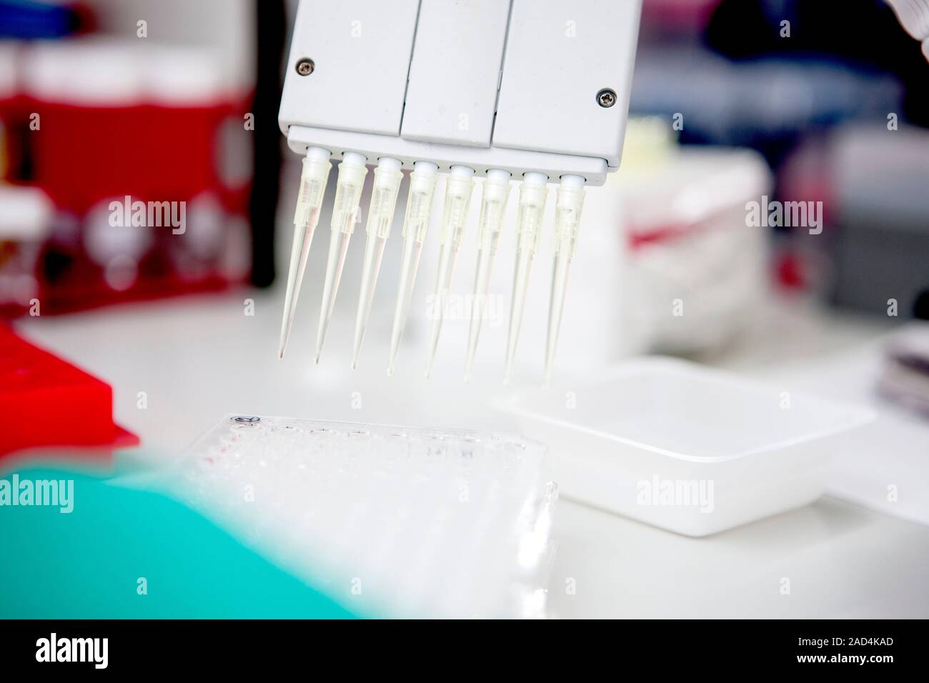 Multi-pipette dispensing. Close-up of a handheld multi-pipette being ...