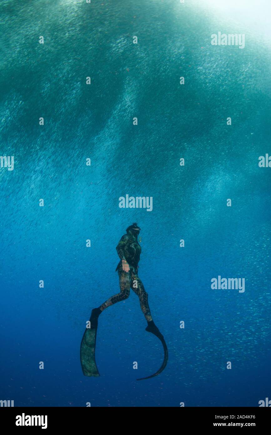 Freediving, the Philippines. Freediver in a wetsuit ascending through a ...