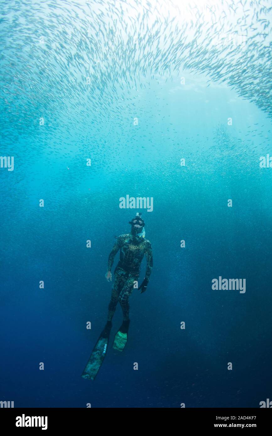 Freediving, the Philippines. Freediver in a wetsuit ascending through a ...