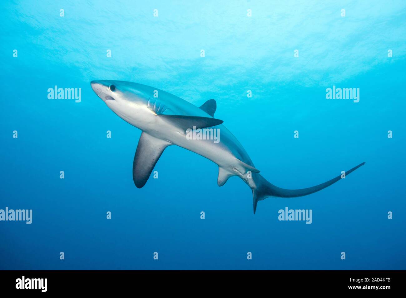 Pelagic thresher shark (Alopias pelagicus). This shark is found in the ...