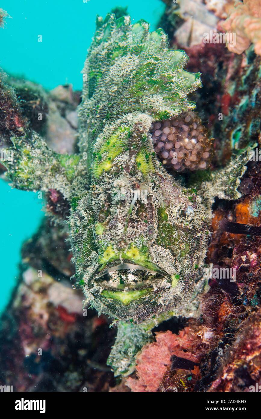 Three-spot frogfish (Lophiocharon trisignatus), with eggs attached to ...