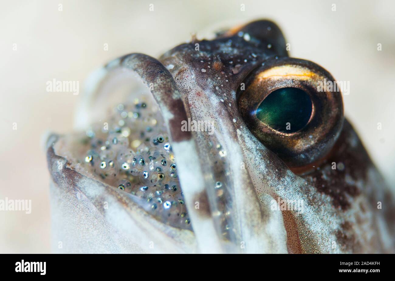 Jawfish brooding eggs in mouth. Male yellowbarred jawfish ...