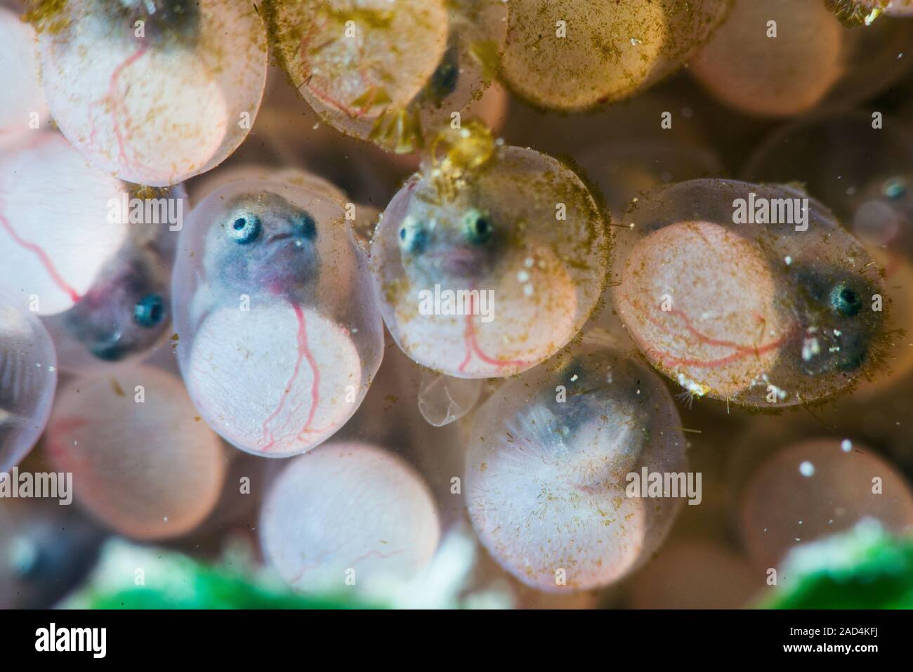 Three-spot frogfish (Lophiocharon trisignatus) eggs, with developing ...