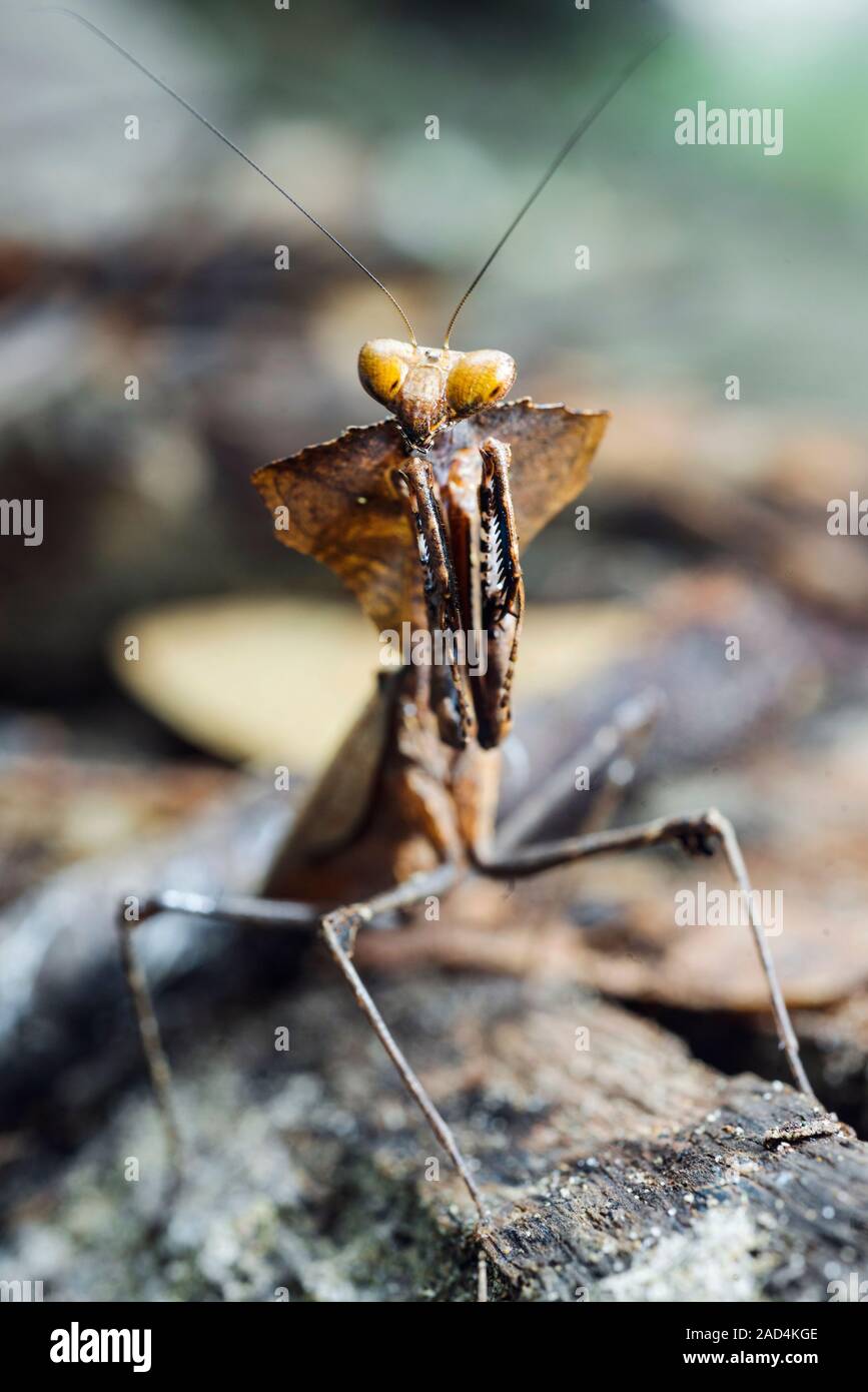 Dead leaf mantis (Deroplatys desiccata) in leaf litter. This mantis ...
