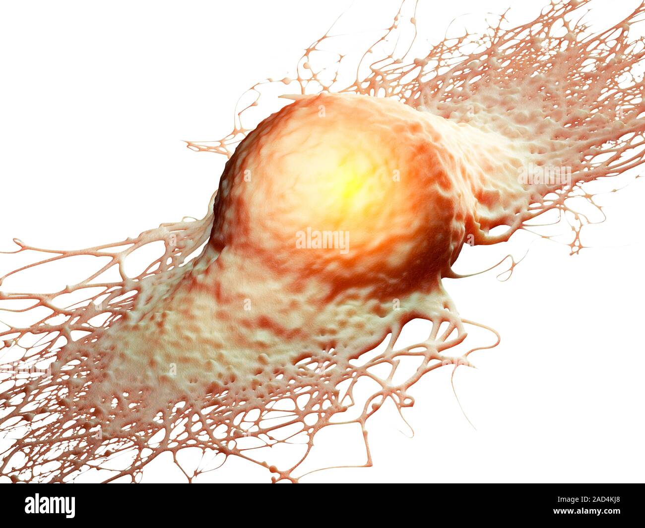 Cancer cell. Computer illustration of cancer cell Stock Photo - Alamy