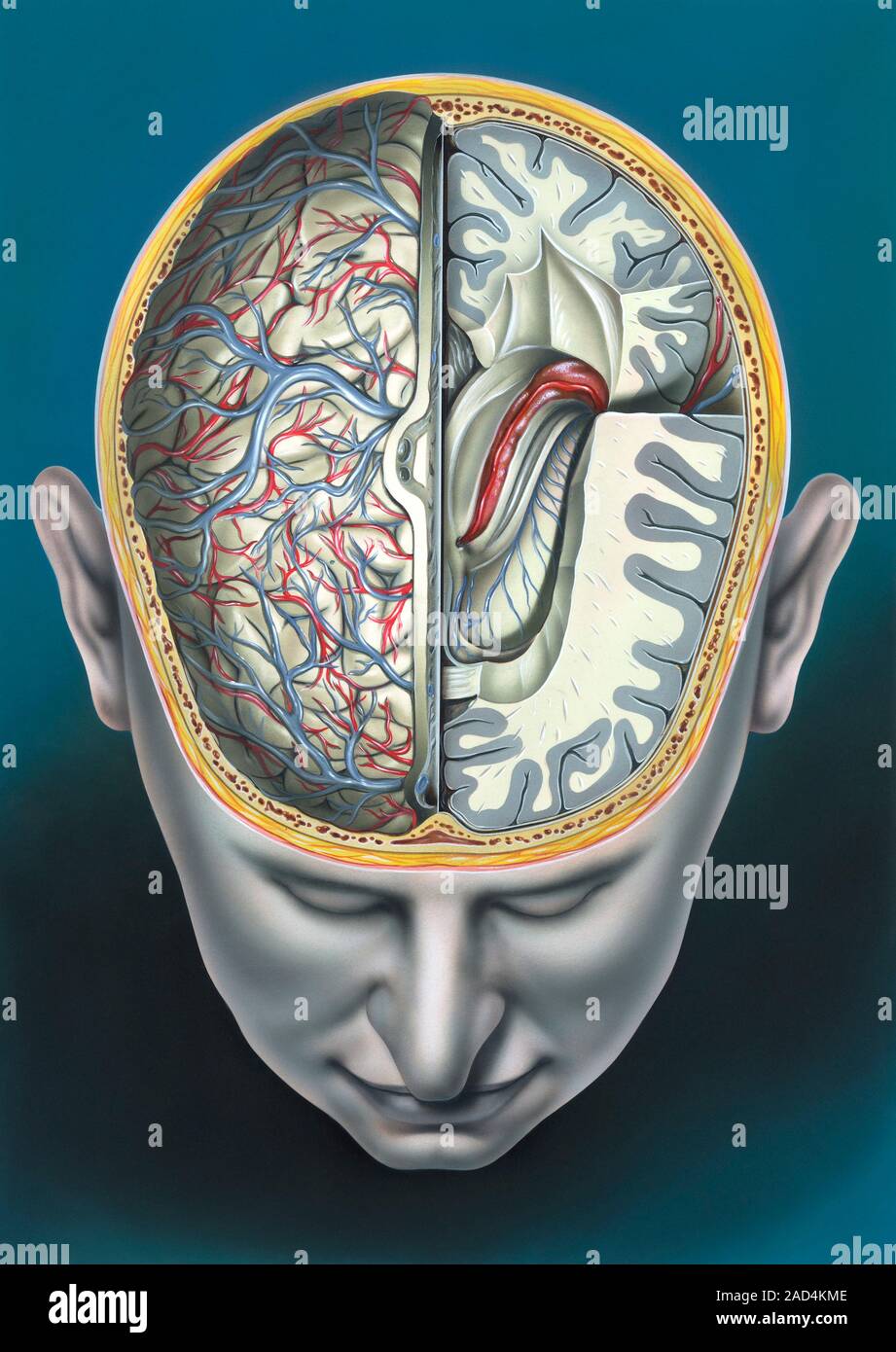Head And Brain Anatomy