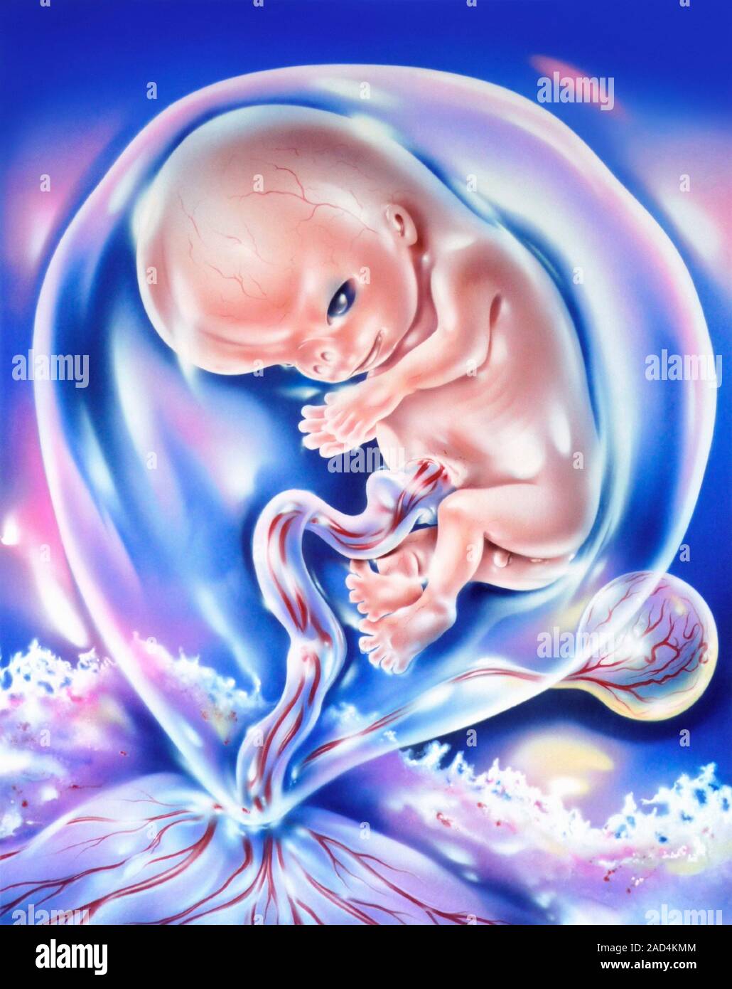Developing human foetus. Illustration of a foetus in the early stages ...