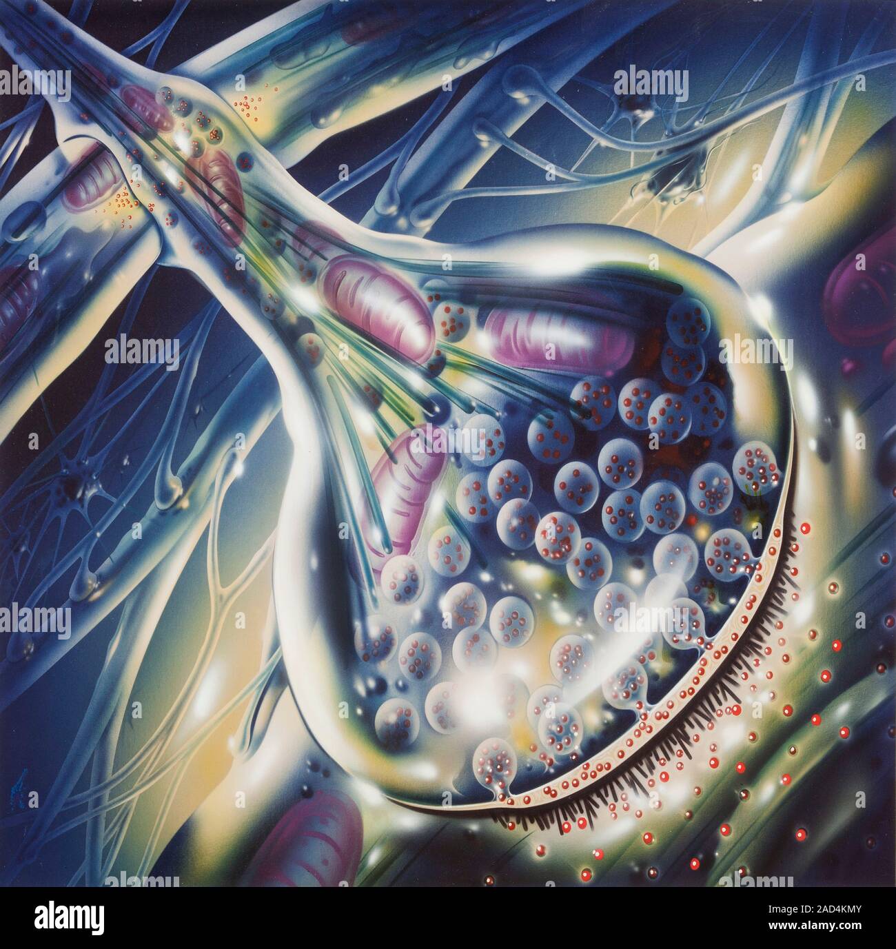 Synapse in epilepsy. Illustration of a nerve cell junction (synapse ...