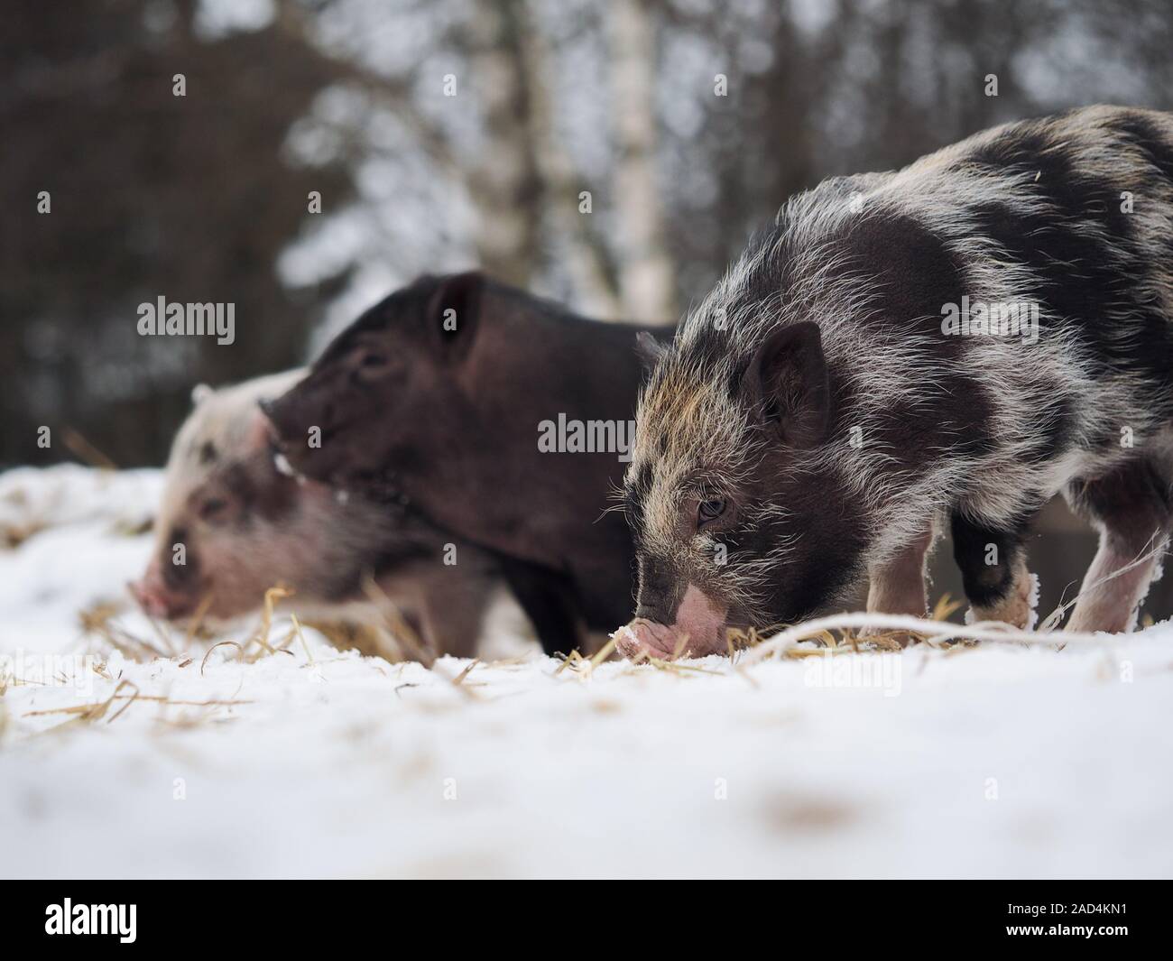 Farm pigs in snow hi-res stock photography and images - Alamy