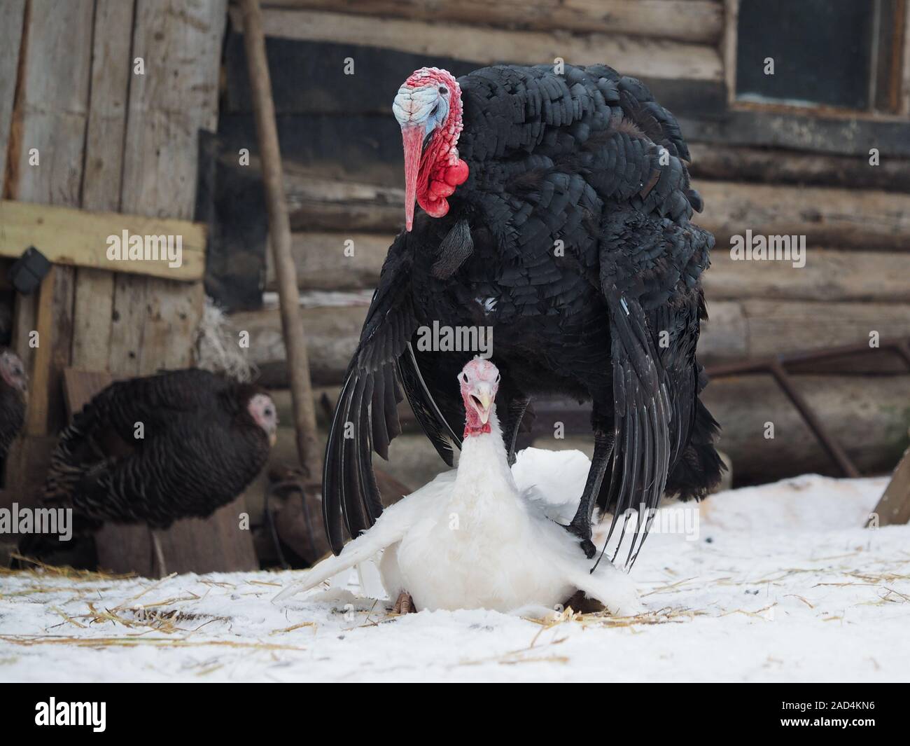 Turkey treads a Turkey. The process of mating birds of different breeds ...