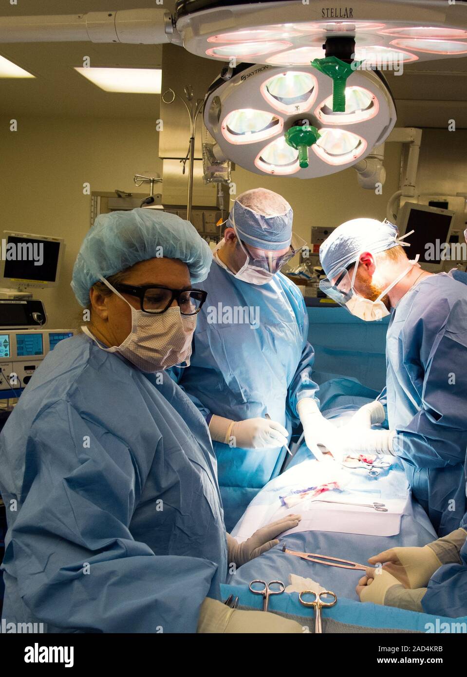 Hernia repair surgery. Surgical team carrying out a hernia repair ...