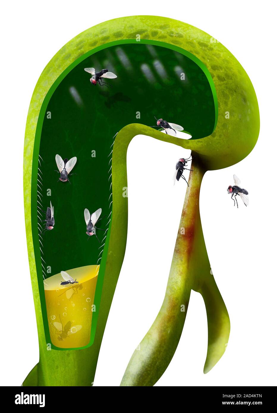 Cobra lily (Darlingtonia californica) anatomy. Computer illustration of ...