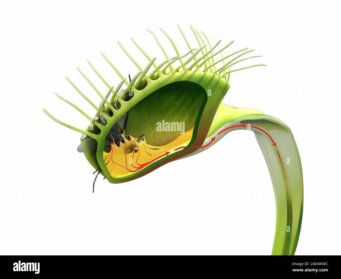 Venus fly trap. Computer illustration of a fly caught in the closed ...