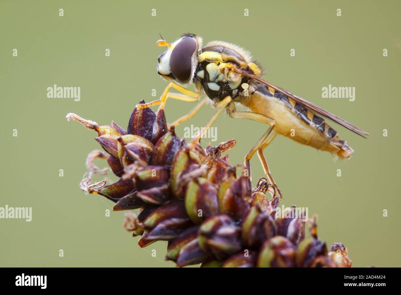 Female hoverfly (family Syrphidae) resting on a seed head, showing one of its large compound ...