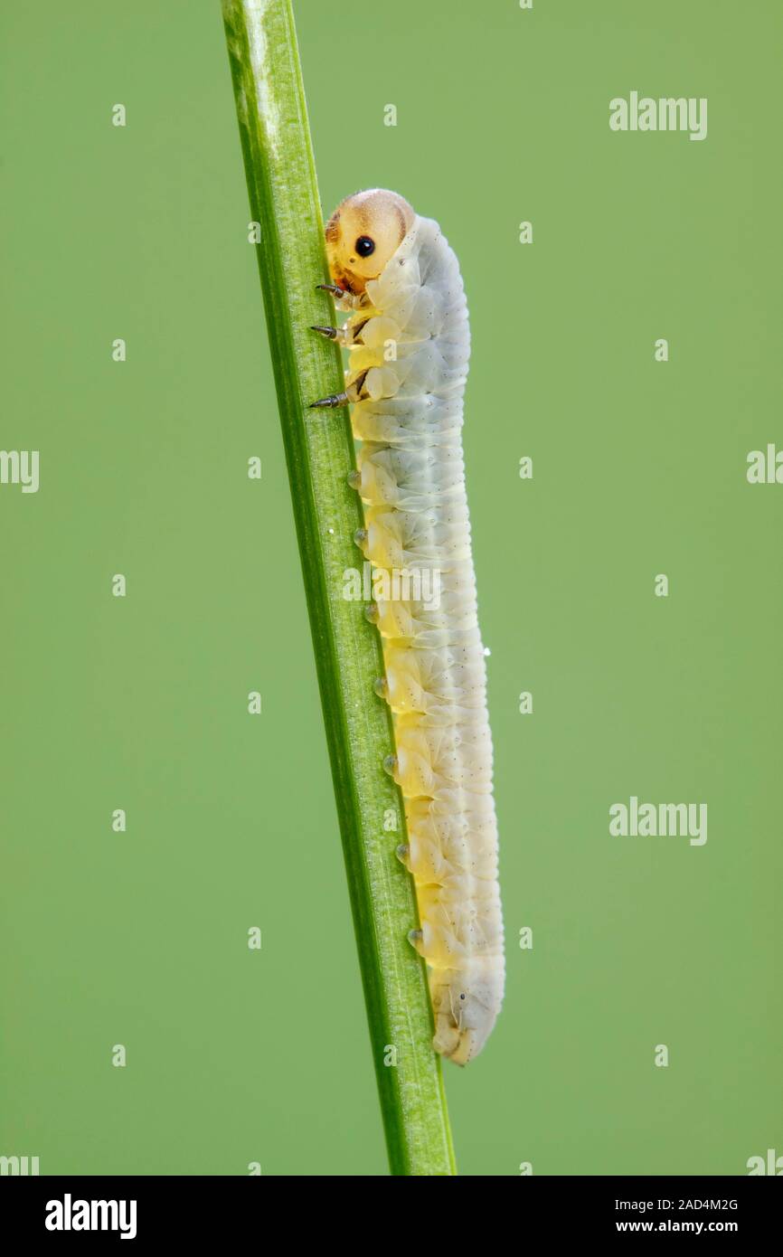 Sawfly (suborder Symphyta) larva resting on a plant stem. Photographed ...