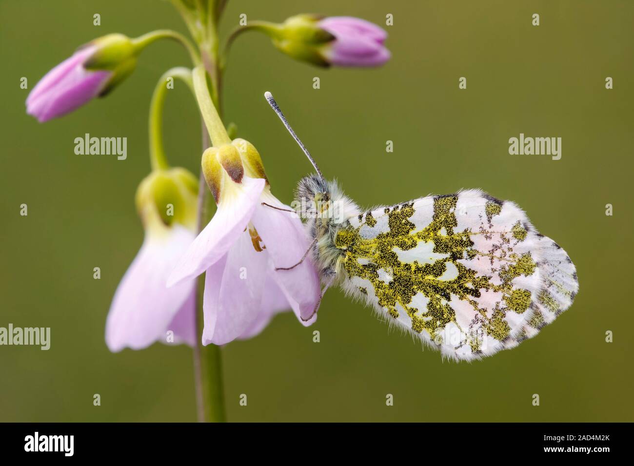 Orange tip (Anthocaris cardamines) butterfly resting on a lady's smock ...