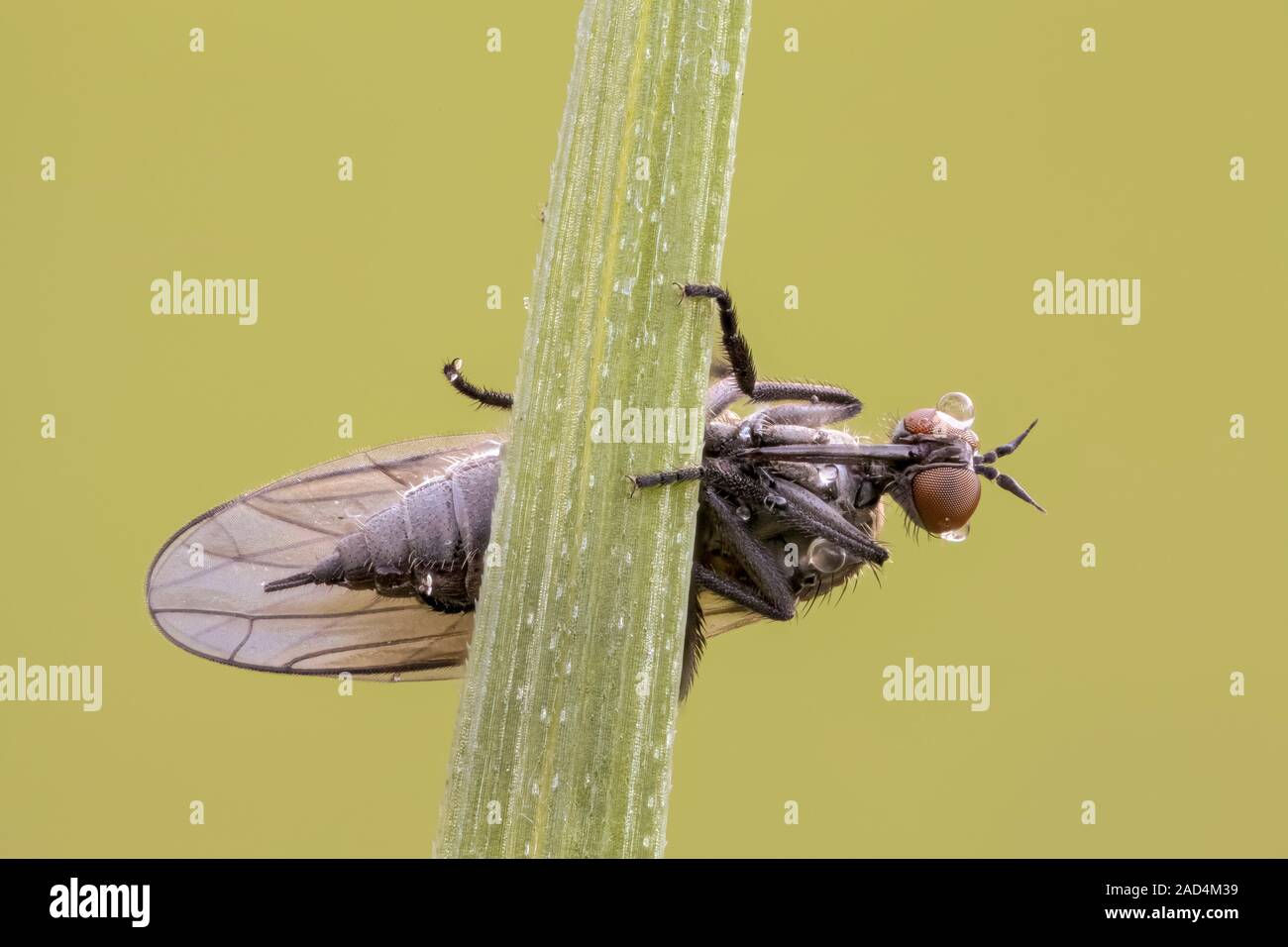 Dance fly (family Hybotidae) resting on a blade of grass. Photographed ...