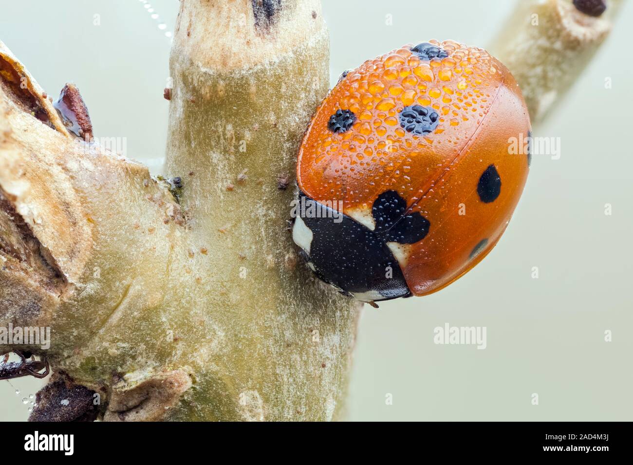 Seven spot ladybird (Coccinella septempunctata) resting on a tree ...