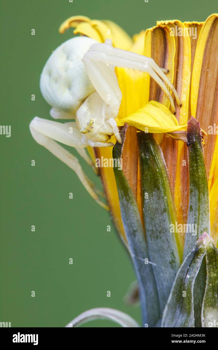 Goldenrod crab spider (Misumena vatia) on flower. These spiders are ...
