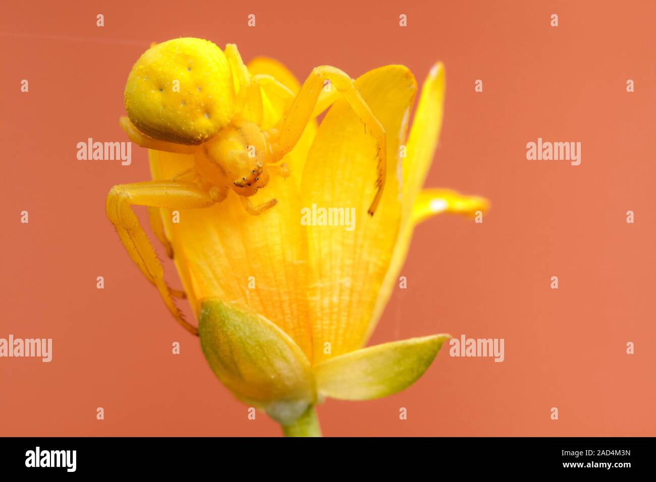 Crab spider camouflaged on flower. Goldenrod crab spider (Misumena ... Crab spider camouflaged on flower. Goldenrod crab spider (Misumena ...