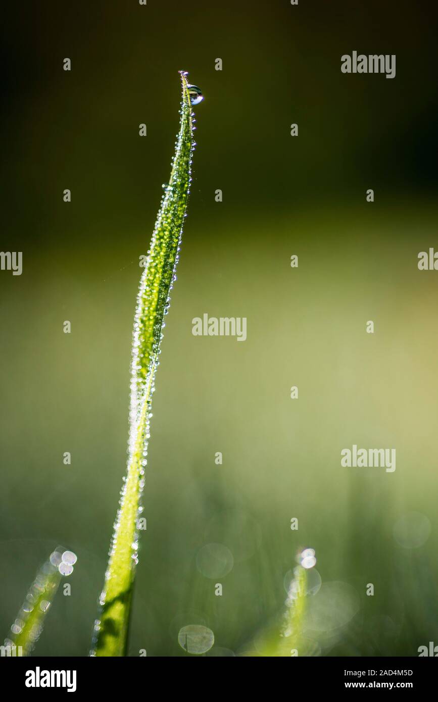 Dew-covered grass. Close-up of a dew-covered blade of grass (family ...