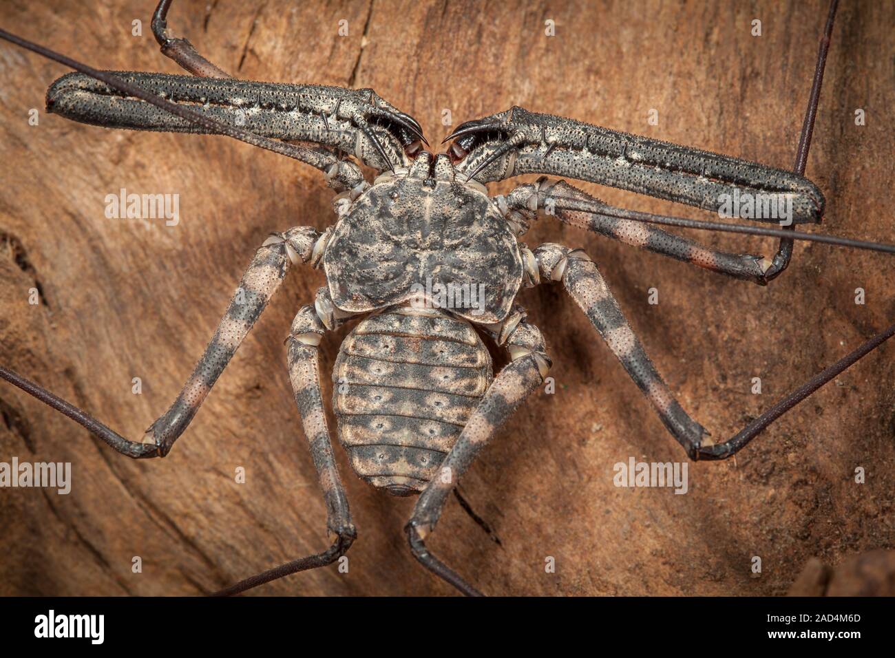 Tailless whip scorpion (Damon diadema). View of a tailless whip ...