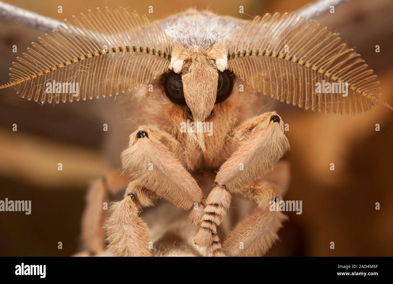 Chinese oak tussar (Antheraea pernyi) moth. Close-up showing the large ...