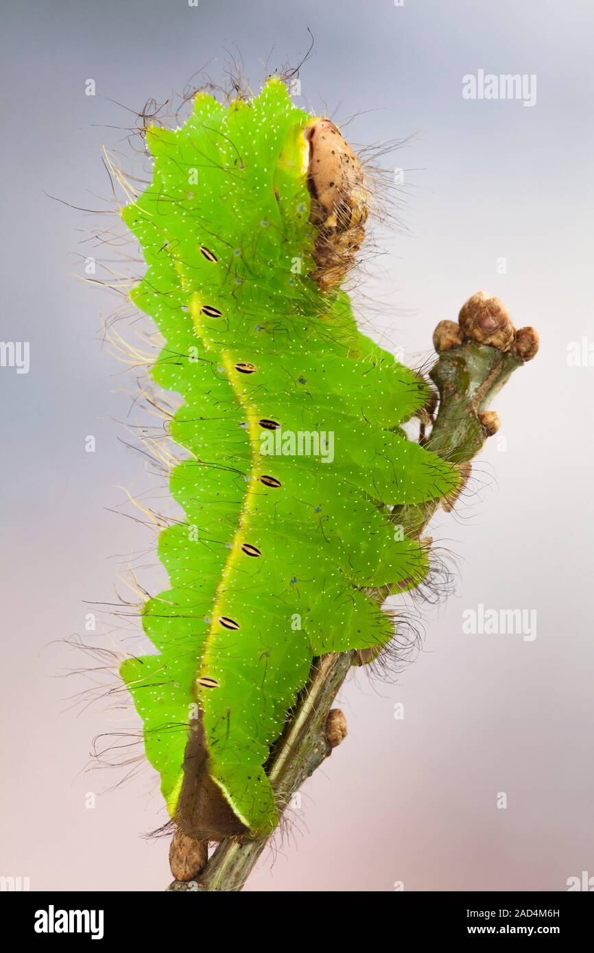 Chinese oak tussar (Antheraea pernyi) moth caterpillar. Larva of a ...