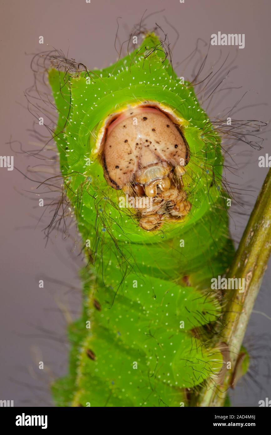 Chinese oak tussar (Antheraea pernyi) moth caterpillar. Close-up of the ...