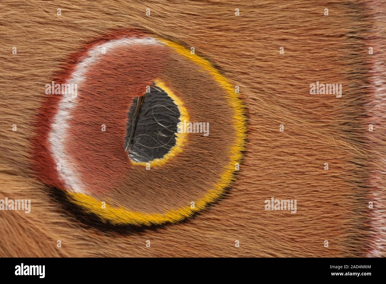 Chinese oak tussar (Antheraea pernyi) moth eye spot. Close-up showing ...