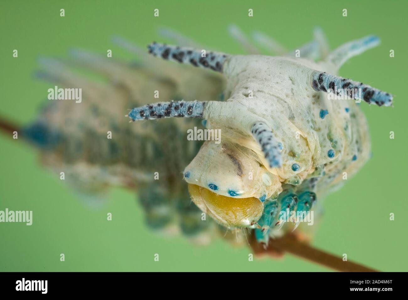 Edward's atlas moth (Archaeoattacus edwardsii) caterpillar. Adult ...