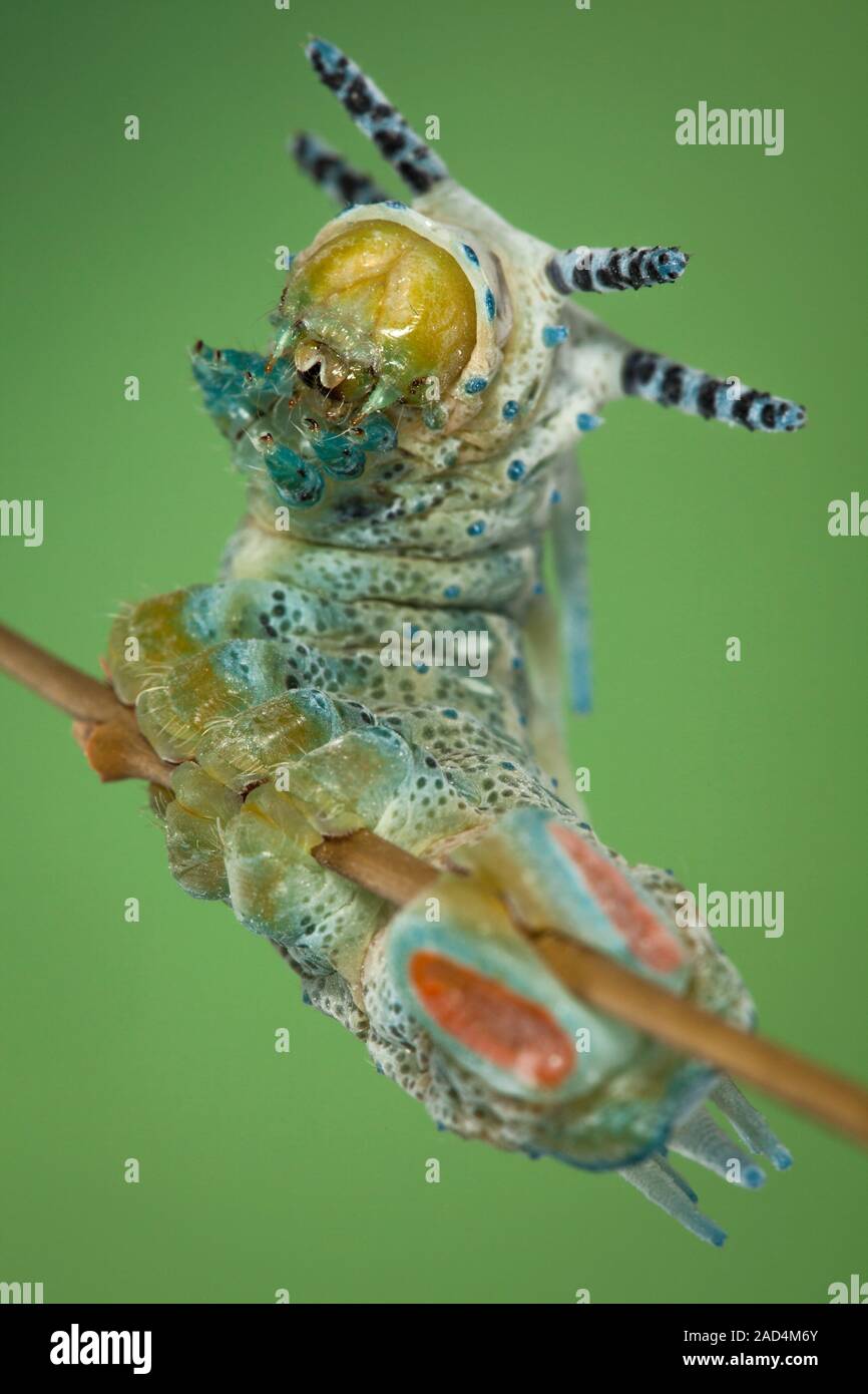 Edward's atlas moth (Archaeoattacus edwardsii) caterpillar. Adult ...