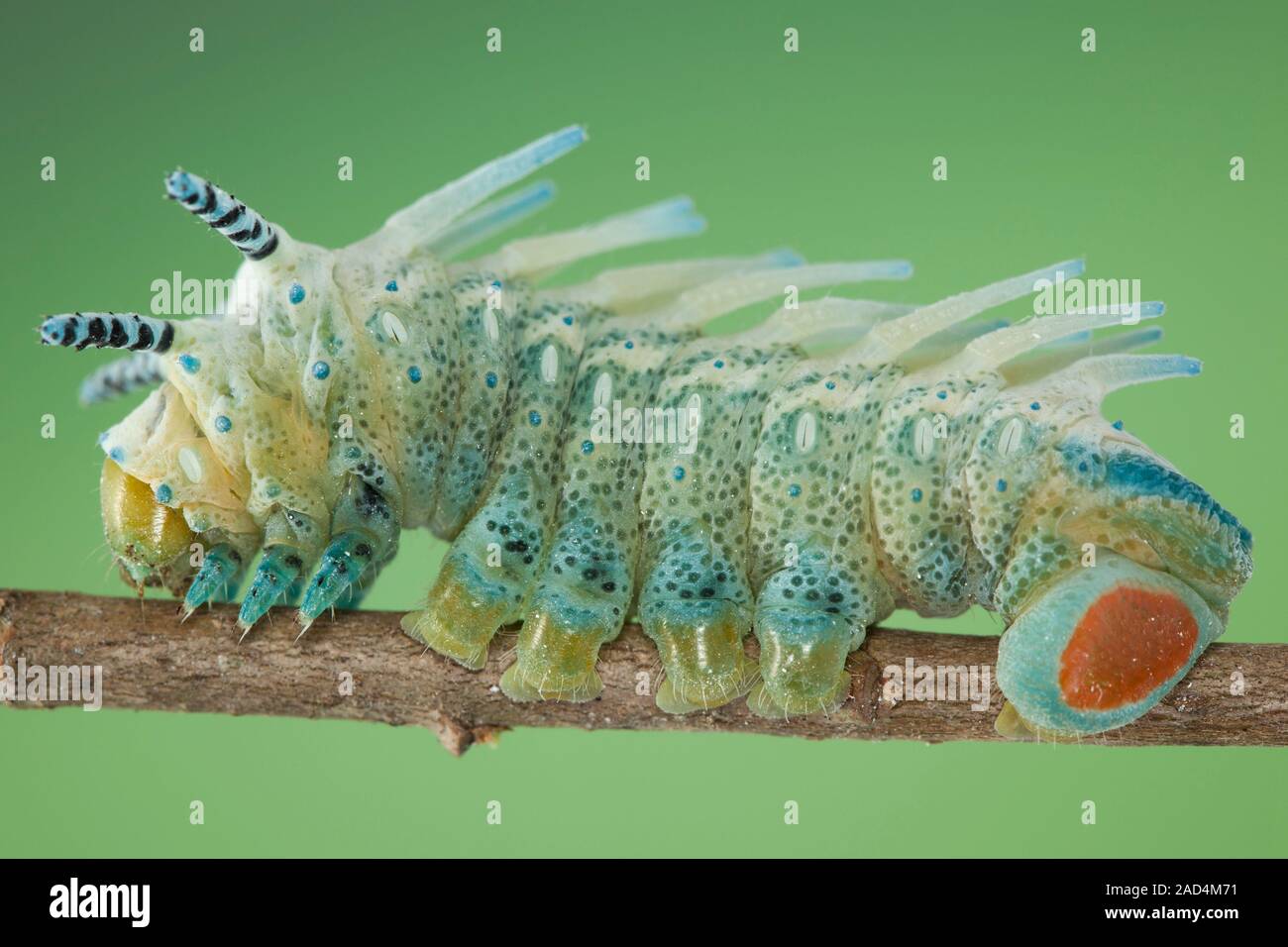 Edward's atlas moth (Archaeoattacus edwardsii) caterpillar. Adult ...