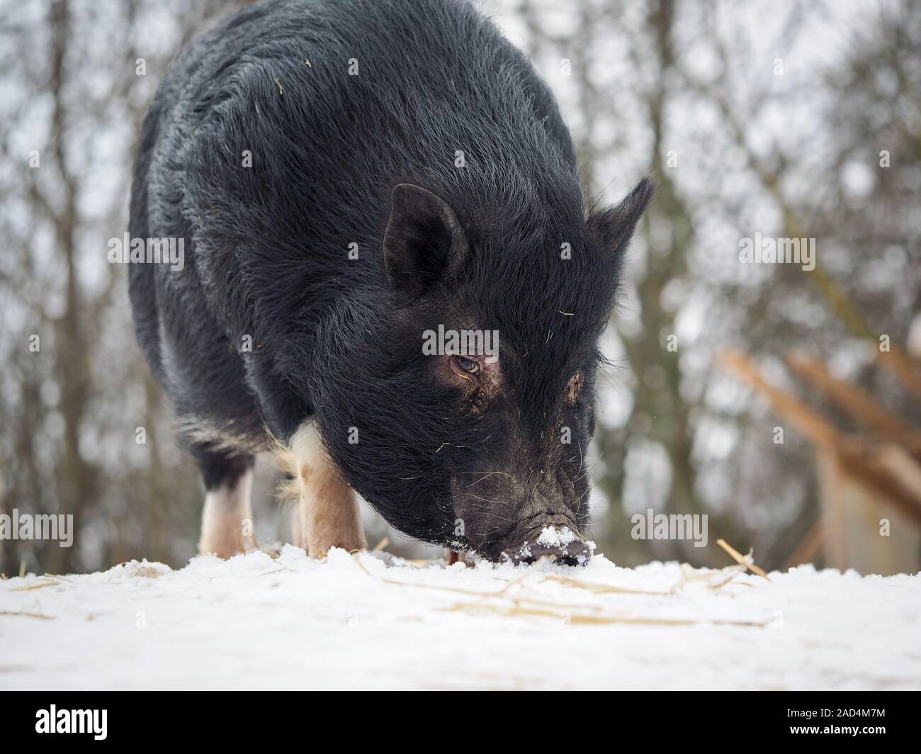 Large black pig hi-res stock photography and images - Alamy