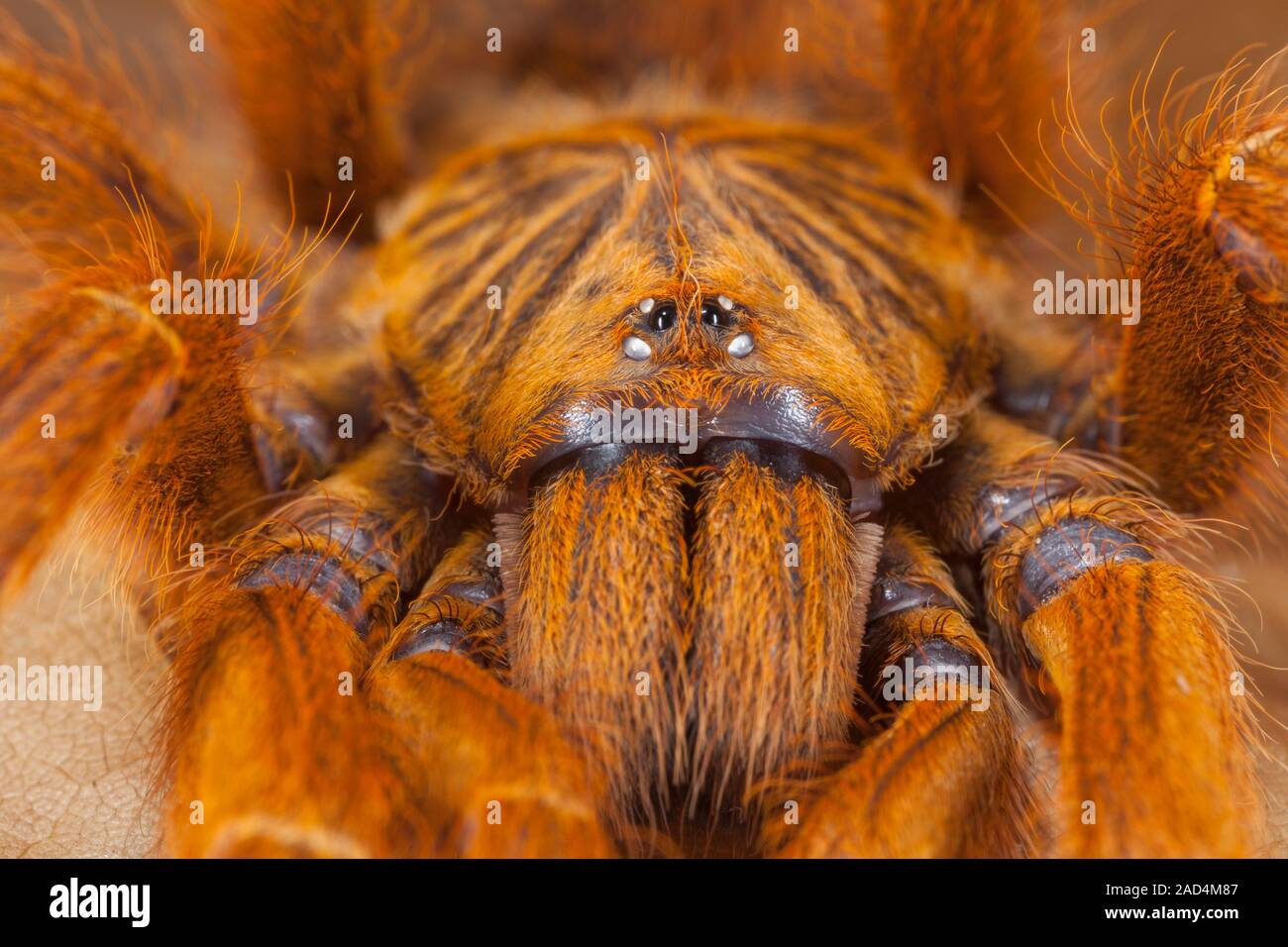 Orange baboon tarantula (Pterinochilus murinus). Close-up of an orange ...