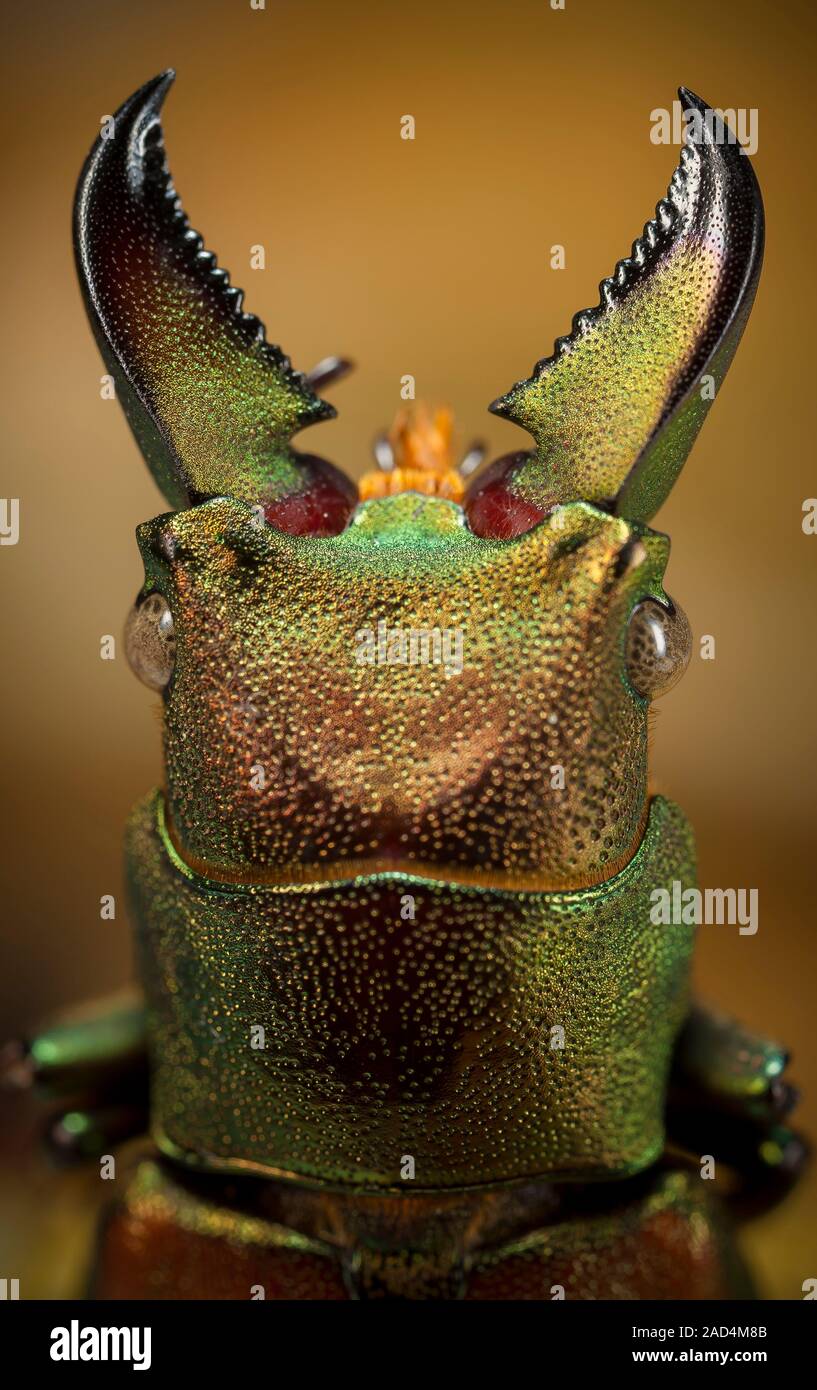 Stag beetle (Cyclommatus schevi). Close-up of a stag beetle, showing ...