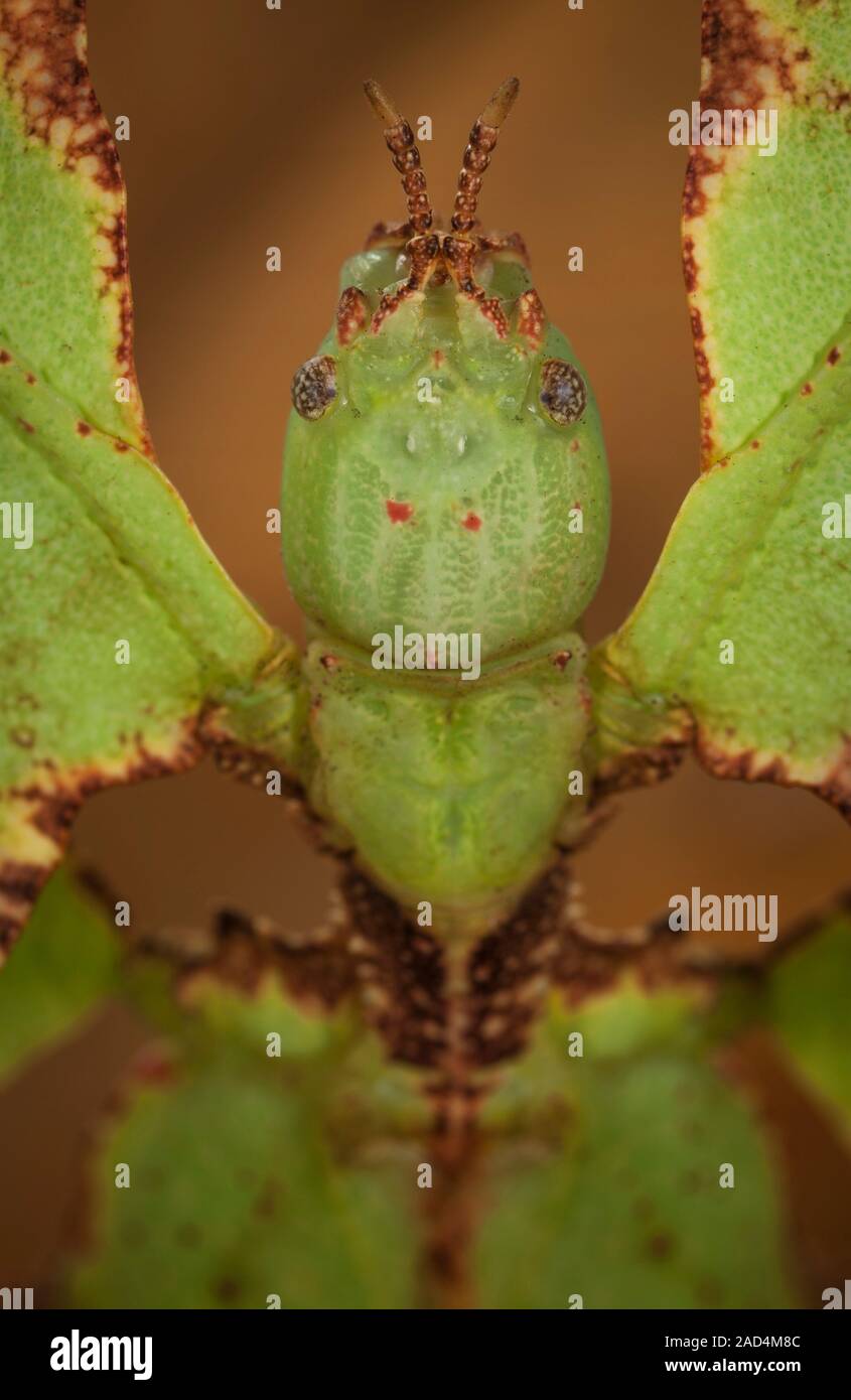 Giant Malaysian leaf insect (Phyllium giganteum). Close-up of the head ...