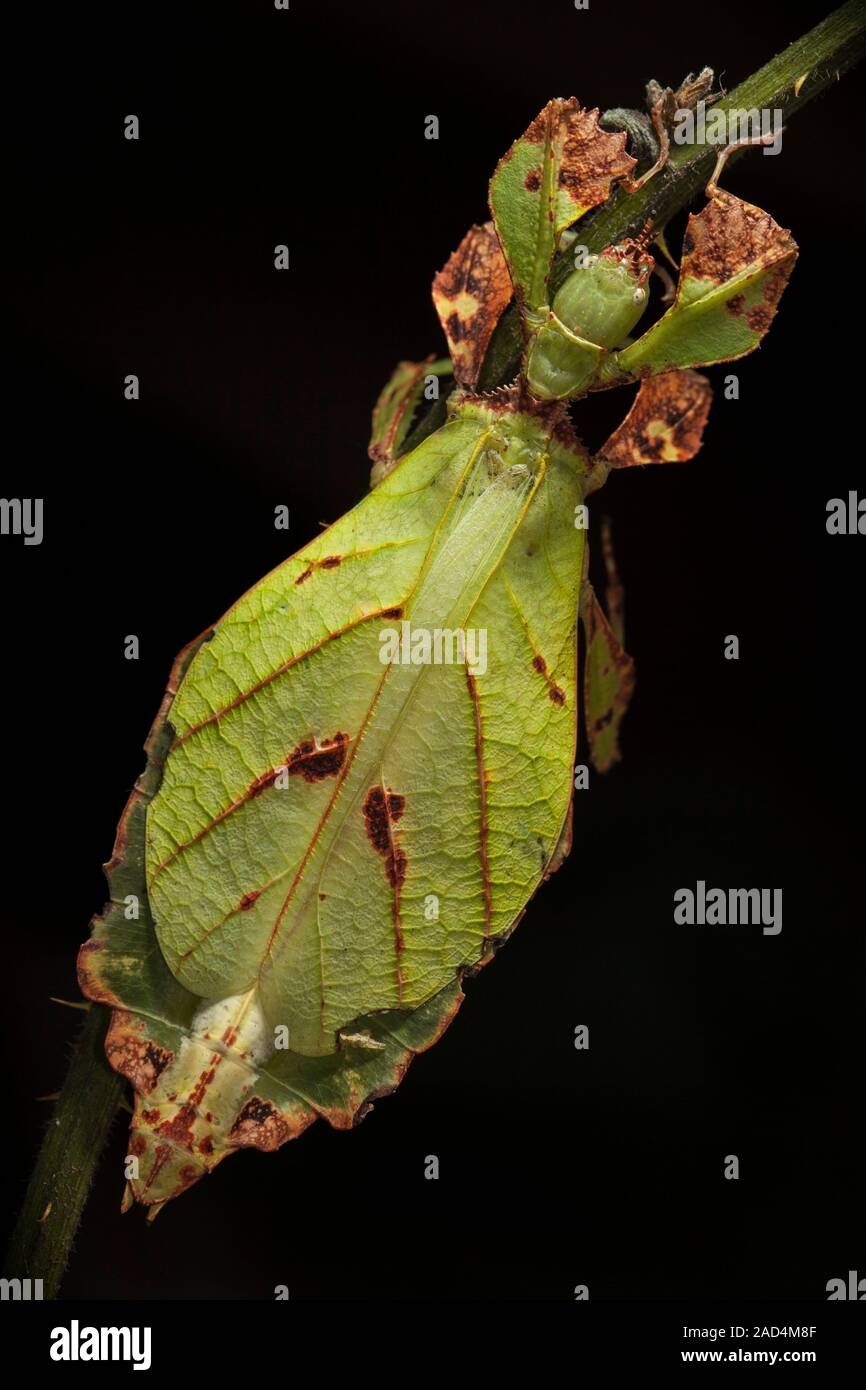 Leaf insect (Phyllium mabantai) clinging to a plant stem. Leaf insects ...