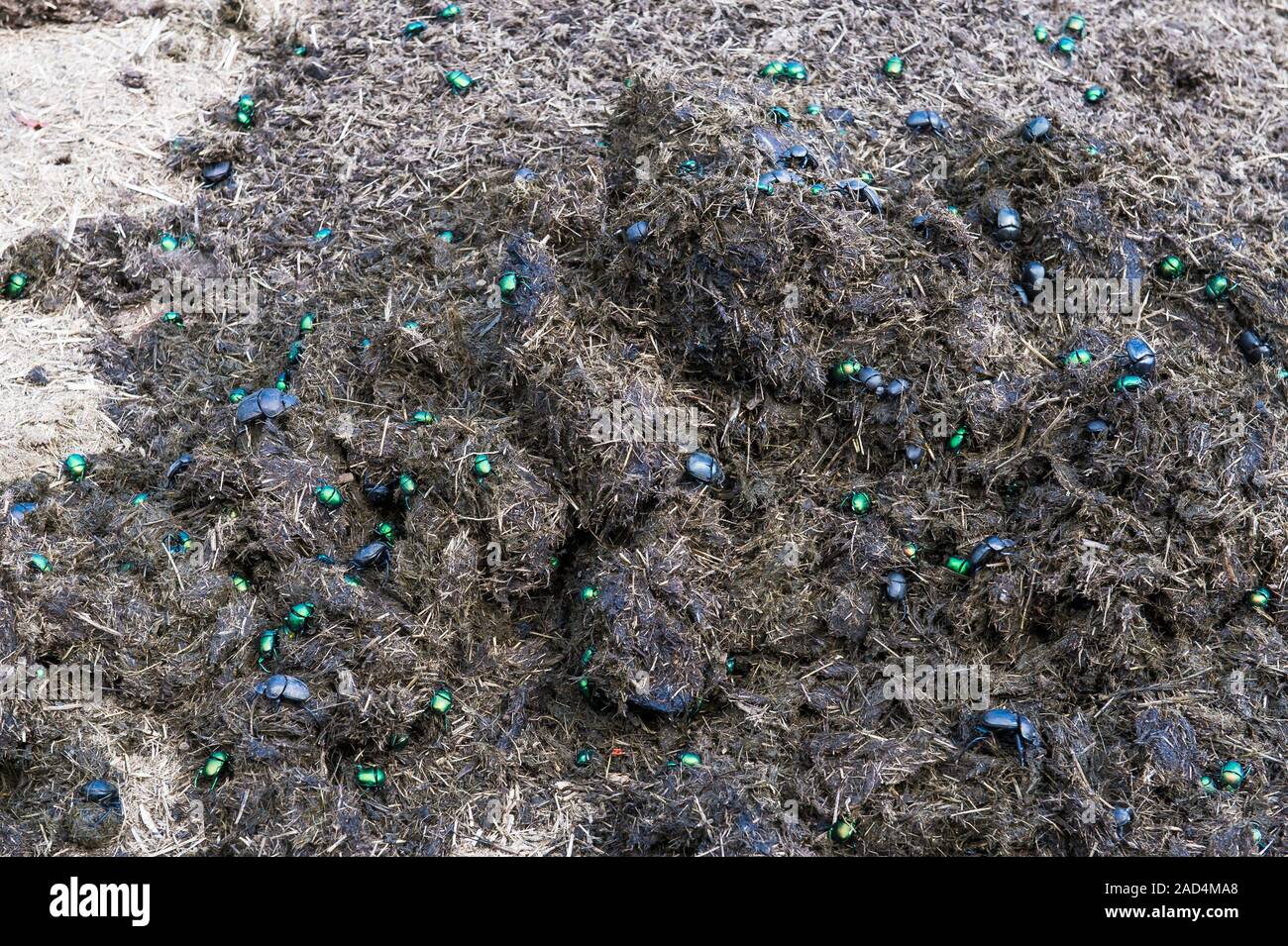 Dung beetles gathering on a white rhino midden. Photographed in ...
