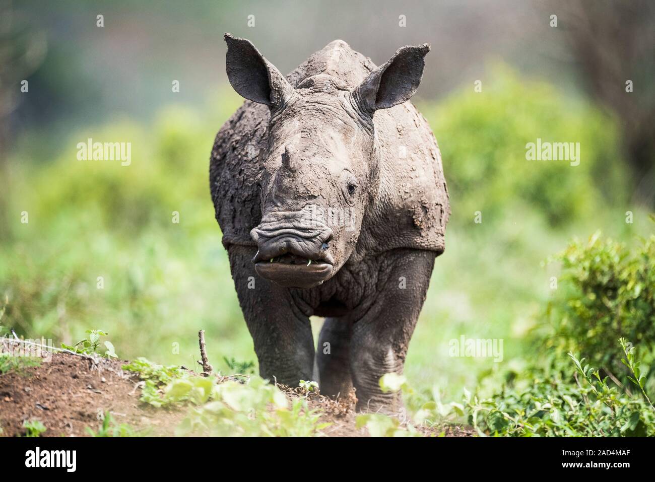 White rhino (Ceratotherium simum) calf. Photographed in Phinda private ...