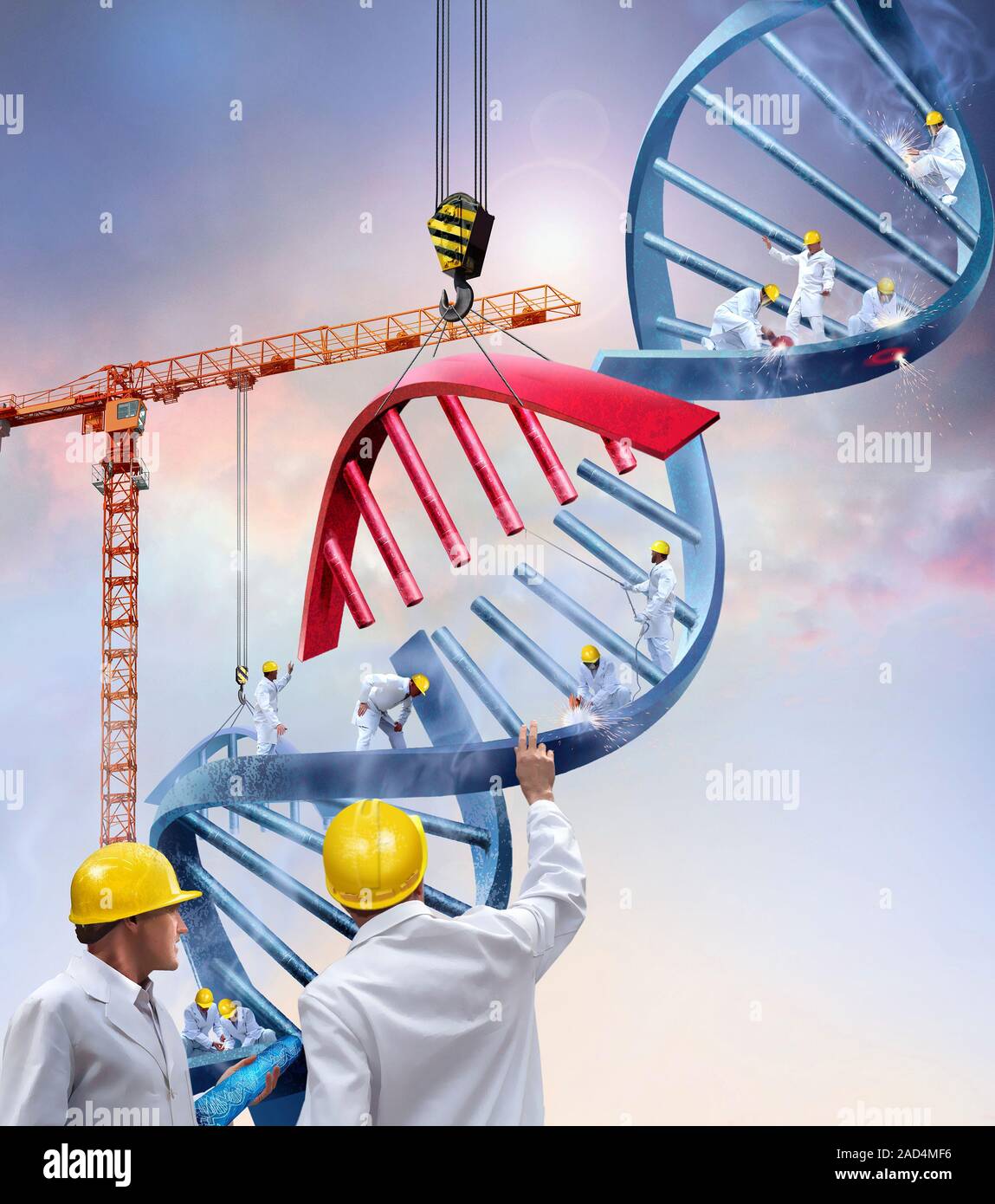 Genetic engineering. Conceptual image of builders working on the double ...