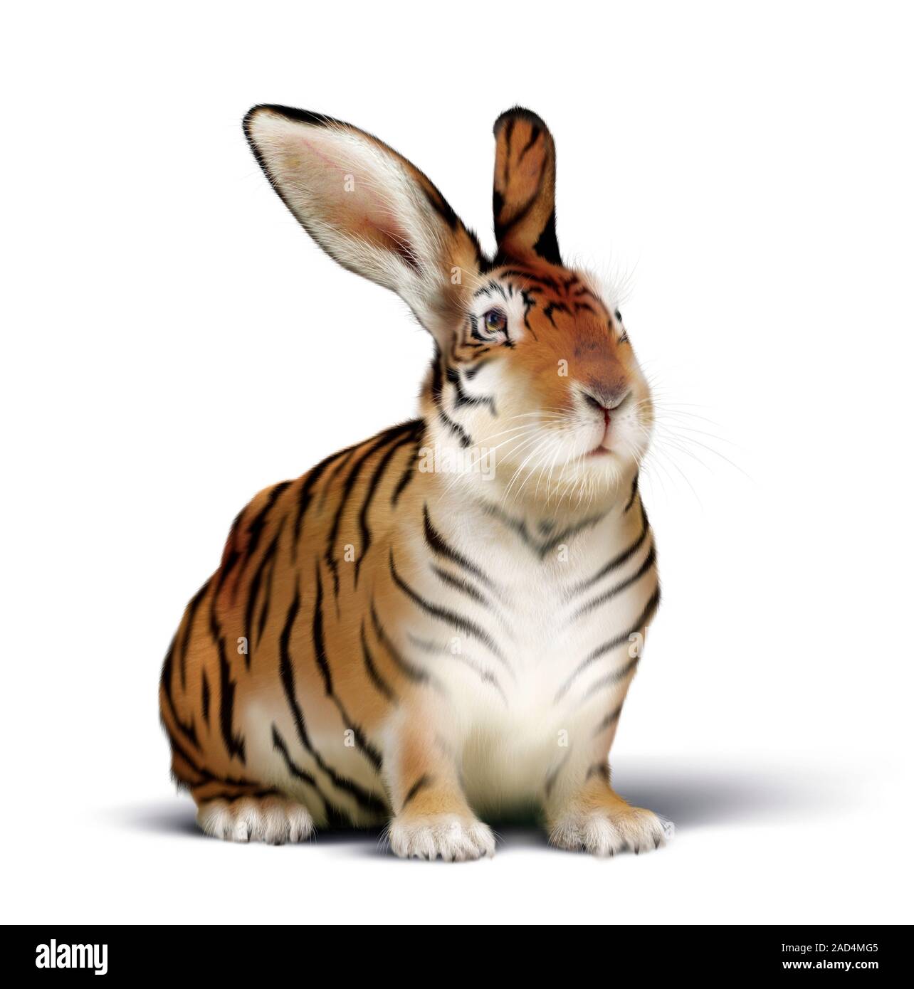 Tiger-rabbit. Conceptual image of a rabbit with tiger stripes ...