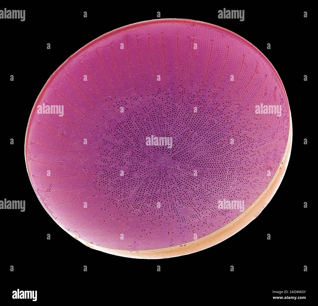 Diatom. Coloured scanning electron micrograph (SEM) of a single diatom ...