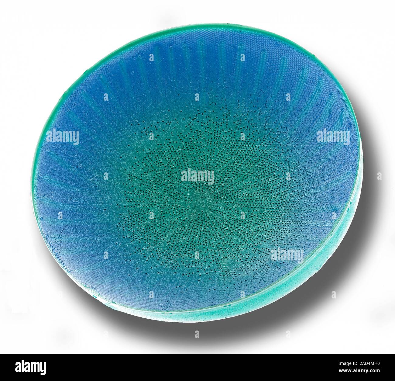 Diatom. Coloured scanning electron micrograph (SEM) of a single diatom ...